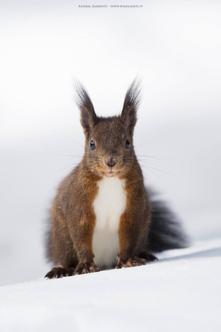 Photographer Captures Adorable Laughing Dormouse Perched on a Flower ...