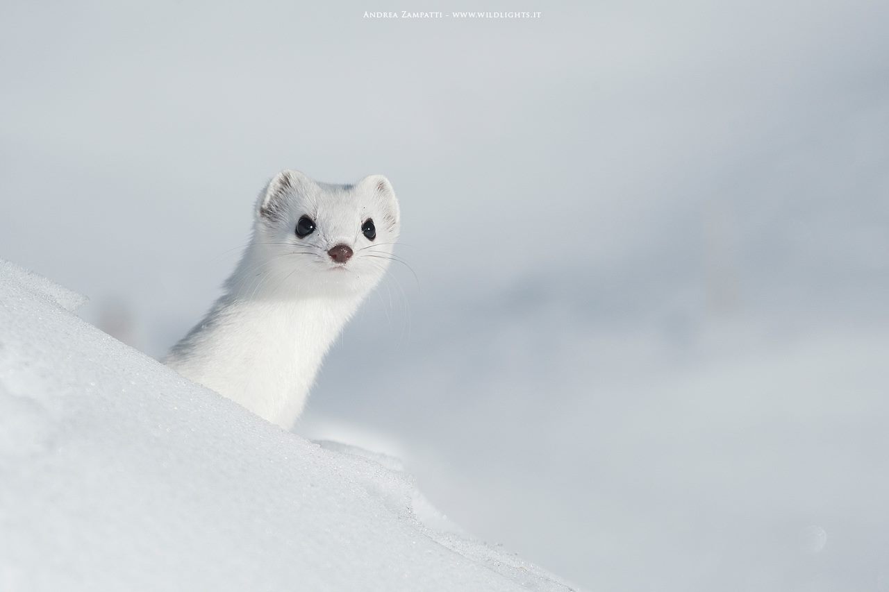 Photographer Captures Adorable Laughing Dormouse Perched on a Flower ...