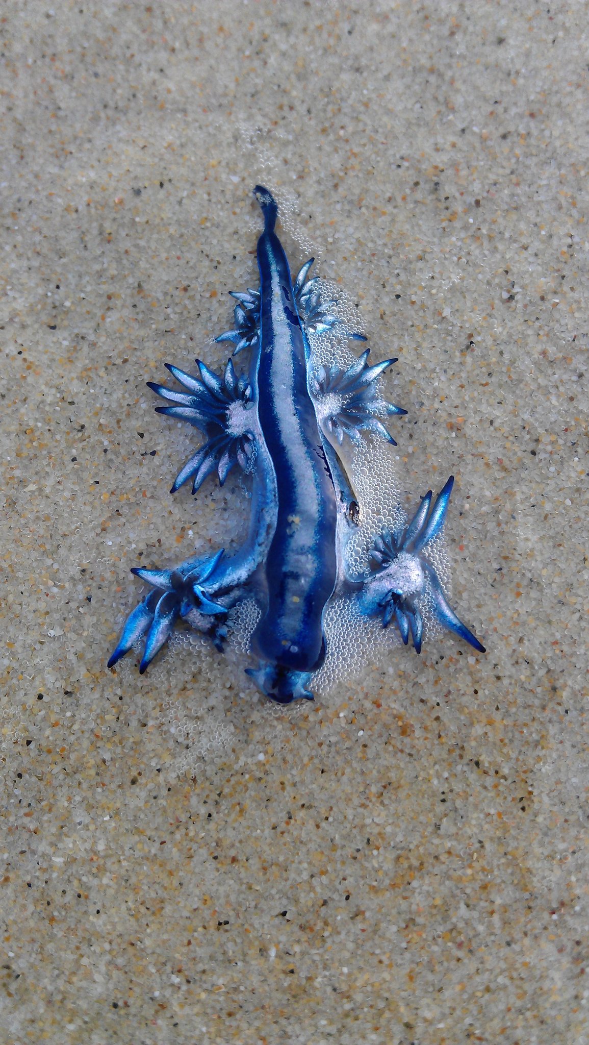 Baby Shark With 'Human' Face Leaves Fisherman Baffled : The Premier Daily