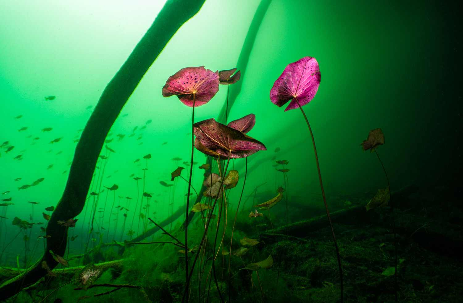 Scuba diver captures breathtaking labyrinth of underwater caves ...