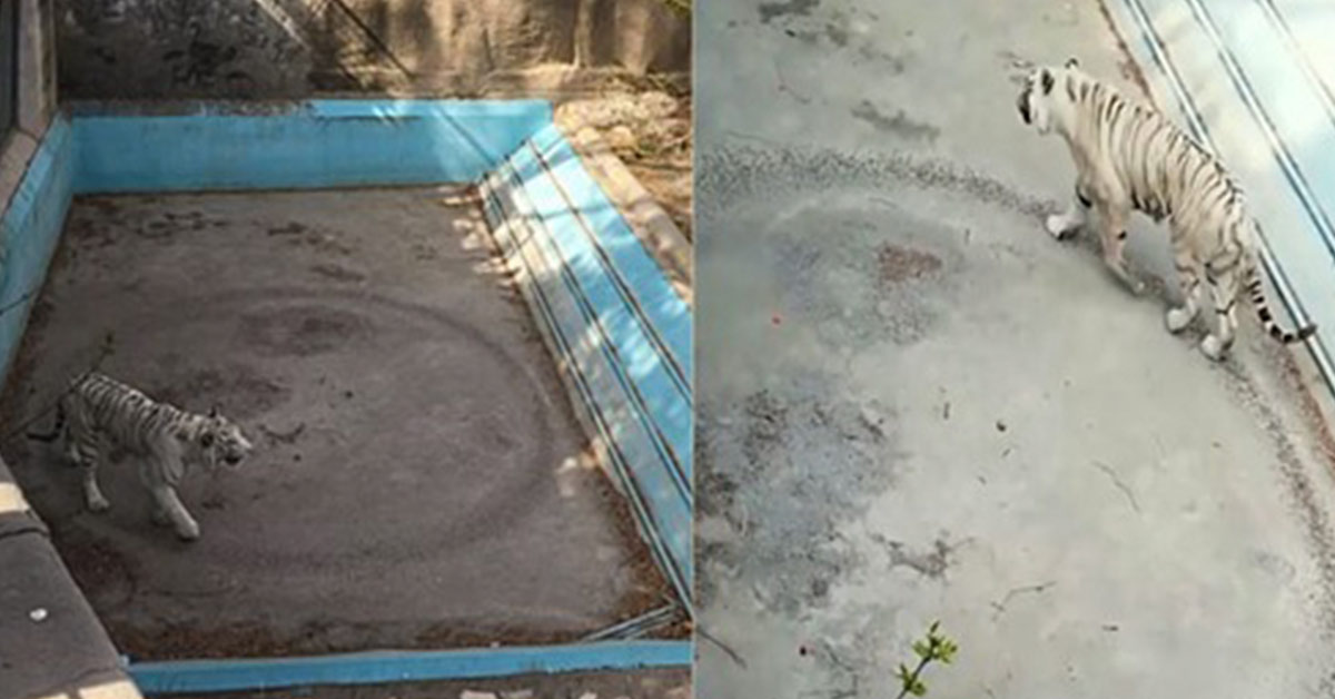 "Psychologically Distressed" Tiger In Beijing Zoo Walks In Endless ...