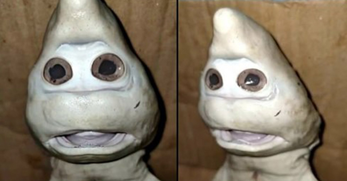 Baby Shark With 'Human' Face Leaves Fisherman Baffled