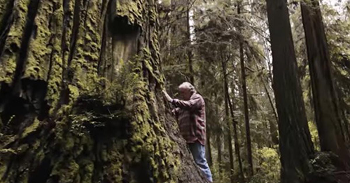 This Man Is Cloning Old-Growth Redwoods To Restore Millions Of Trees