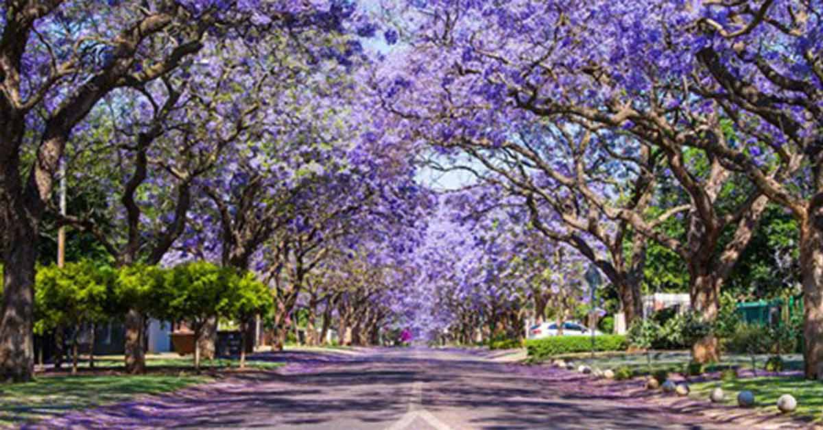 21 spectacular and unique trees and forests around the world : The ...