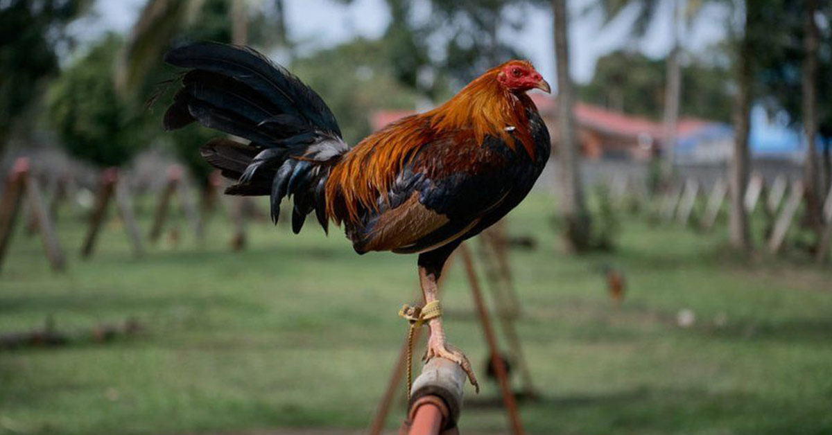 Man killed by his own rooster during cockfight : The Premier Daily