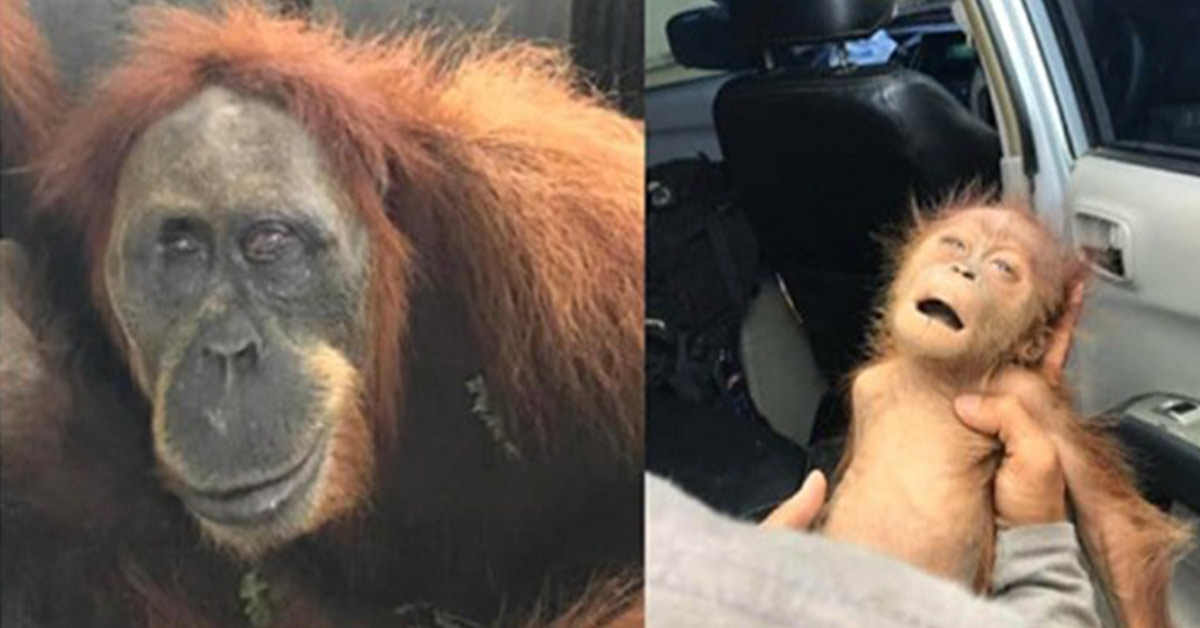 Blind Orangutan Mother Was Found With 74 Air Gun Pellets In Her Body At ...