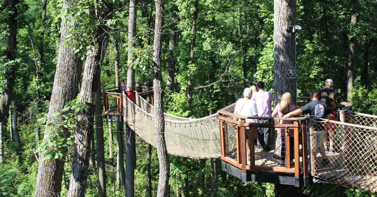 Treetop Skywalk In Tennessee Has The Longest Tree-Based Bridges In America