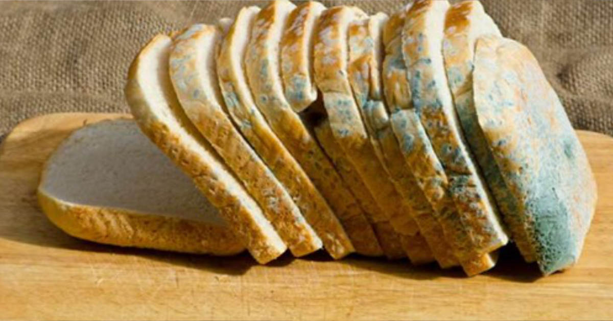 Please Stop Eating The 'Clean' Bit Of Moldy Bread, It's Not Safe