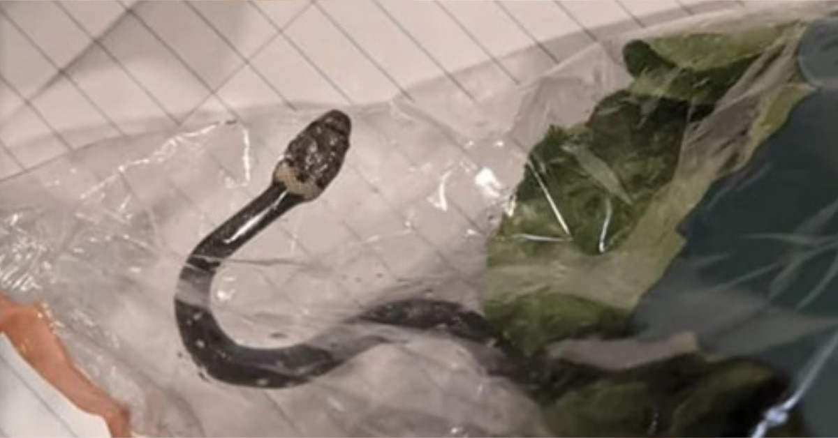 Aldi investigates claims live snake in a bag of lettuce