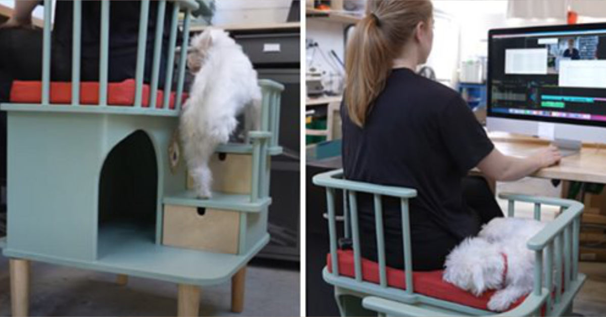 Desk Chair For Pets | Perfect For Cat Lovers!