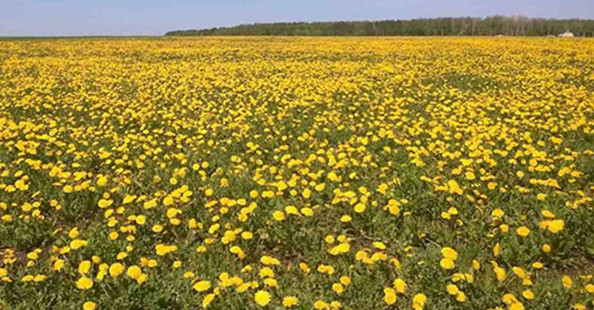 Dandelion Rubber Makes Tires More Sustainable : The Premier Daily