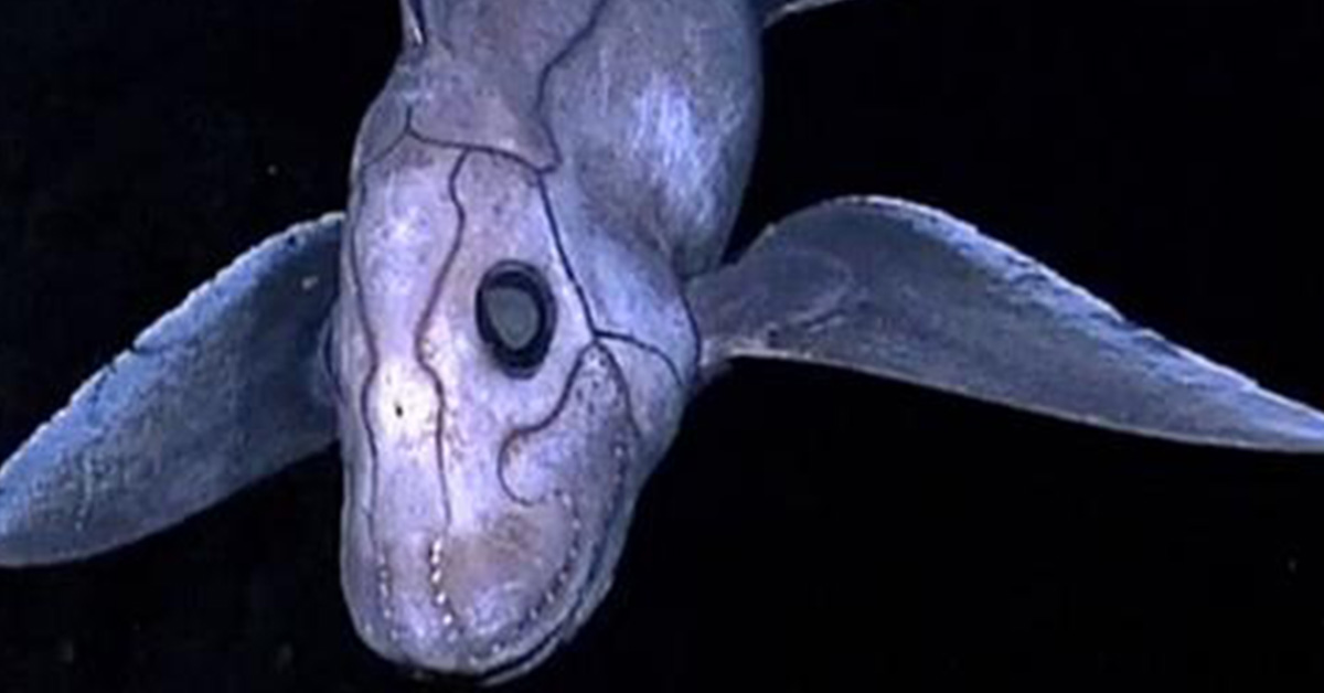Deep Sea Ghost Shark Was Finally Caught on Camera : The Premier Daily