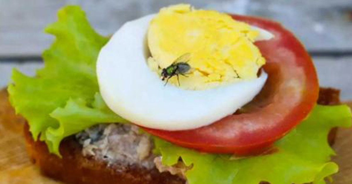 What Really Happens When A House Fly Lands On Your Food