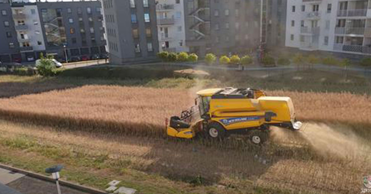 Farmer Who Refuses To Sell Land Grows Crops Between New Apt Buildings
