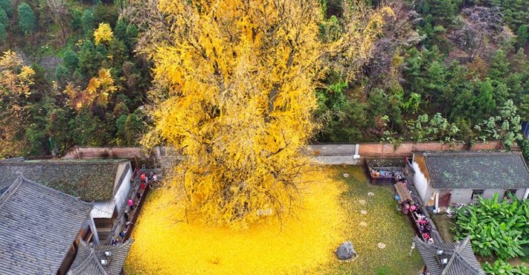 Extraordinary 1,400-Year-Old Ginkgo Tree Sheds a Stunning Lake of ...