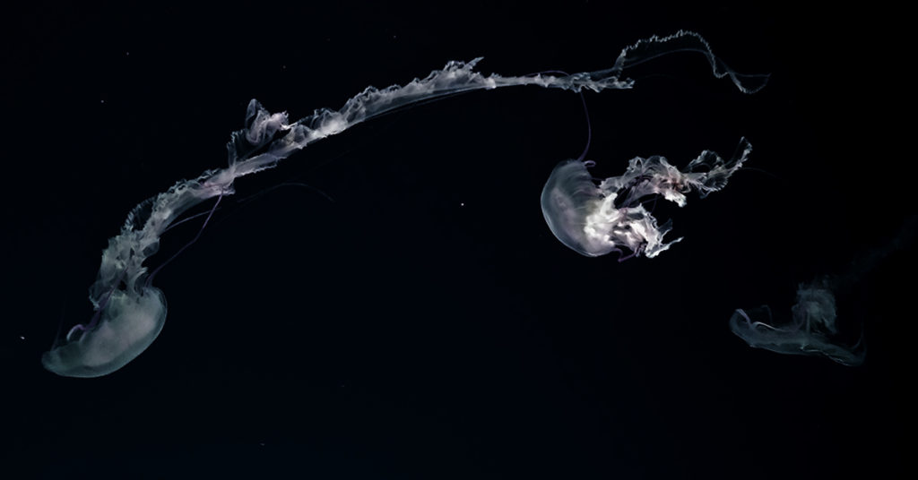 Rare Footage of Giant Phantom Jellyfish from 3,200 Feet Under the Sea