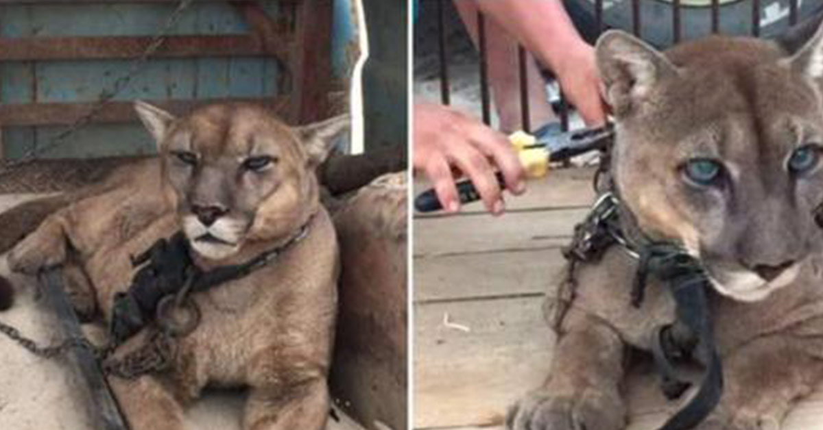 This Mountain Lion Takes Its First Steps To Freedom After 20 Years ...