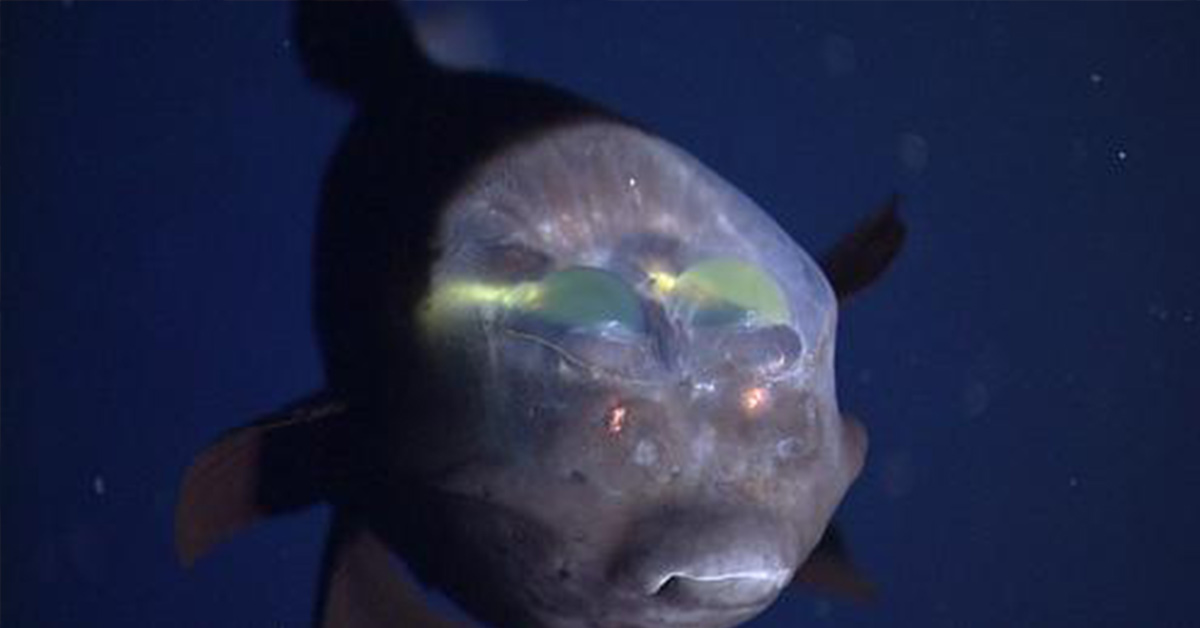 Researchers Capture Rare Footage of Fish That Sees Through its Own Head