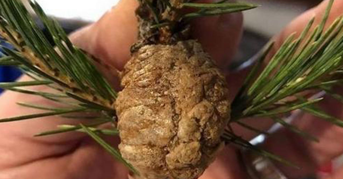 Watch Out for 'Walnut-Sized Lumps' on Your Christmas Tree