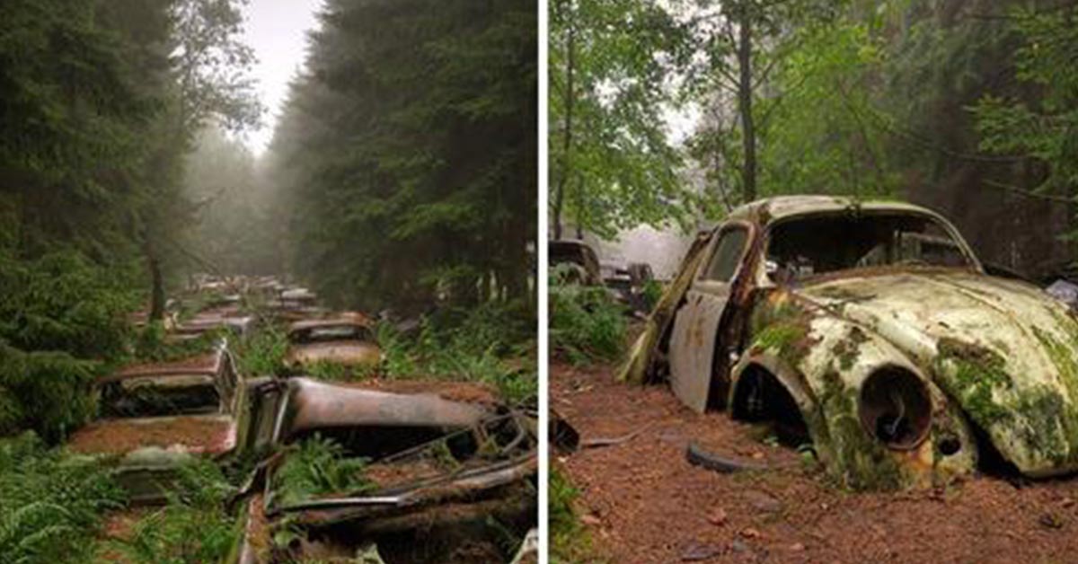 This Traffic Jam Has Been Stuck In a Belgian Forest For 70 Years
