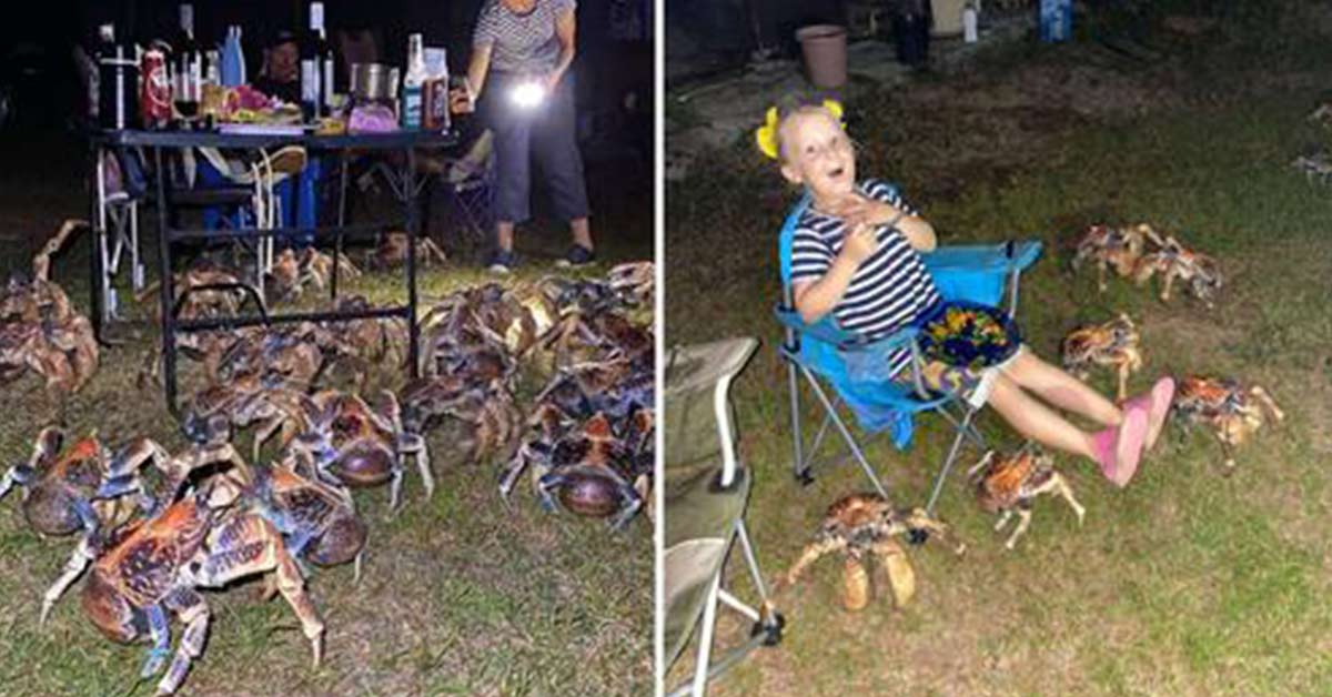 Dozens of giant coconut crabs crash family's quiet picnic to steal ...