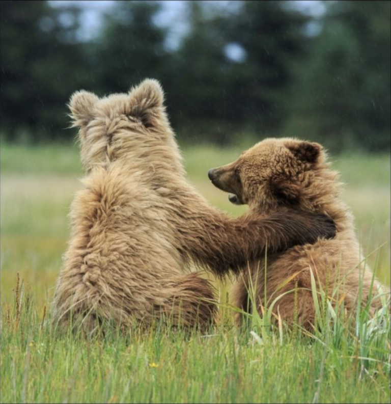 Bear Cubs hold hands while mom goes hunting.