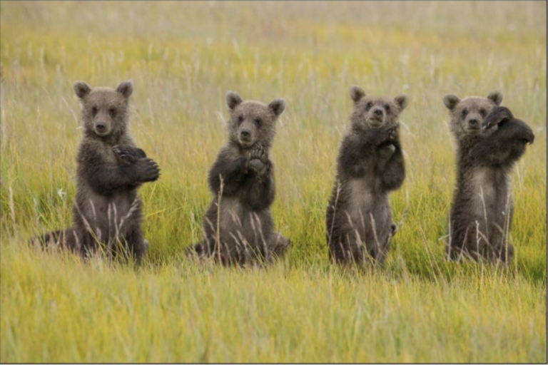 Bear Cubs hold hands while mom goes hunting.