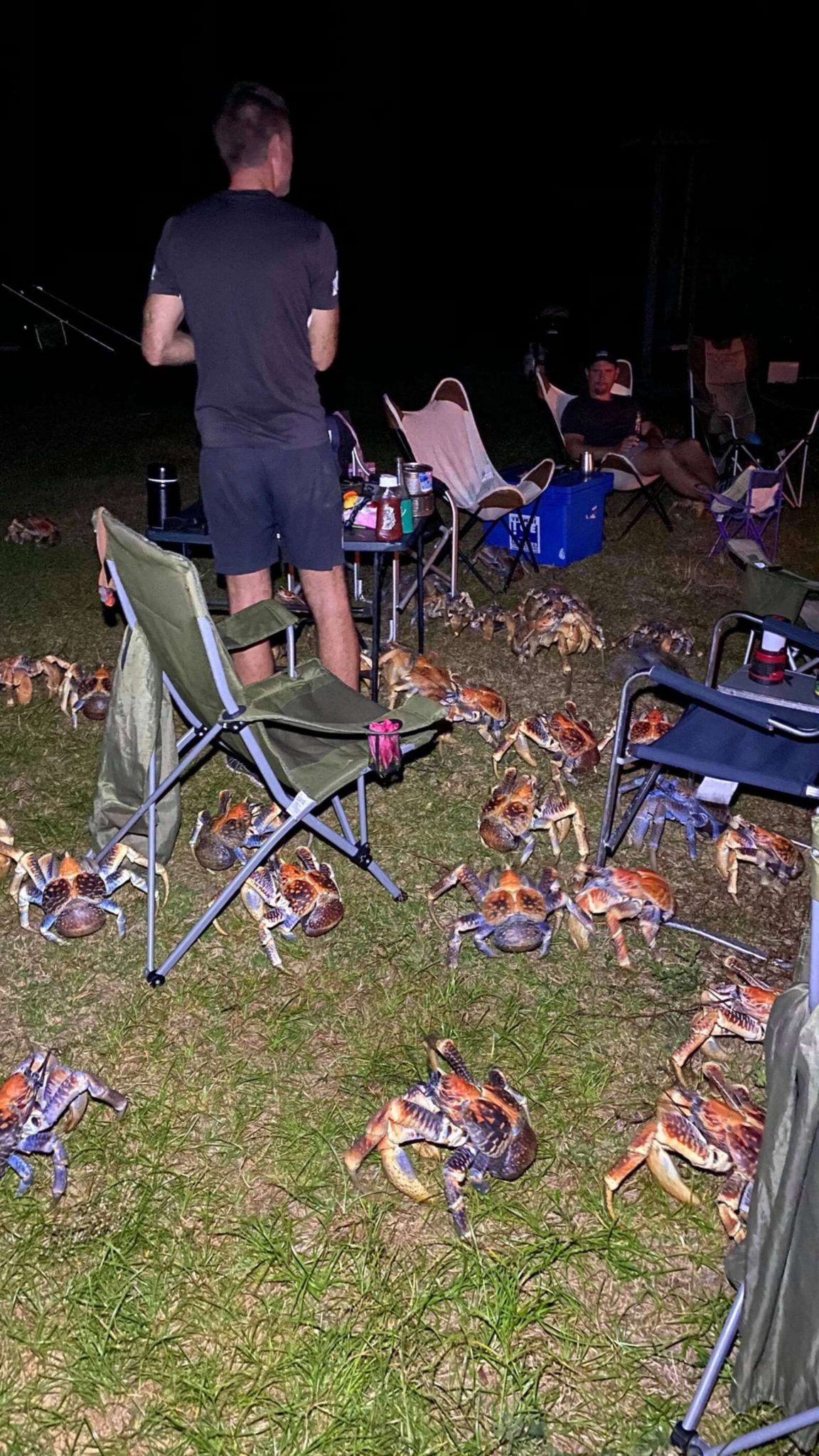 Dozens of giant coconut crabs crash family's quiet picnic to steal ...