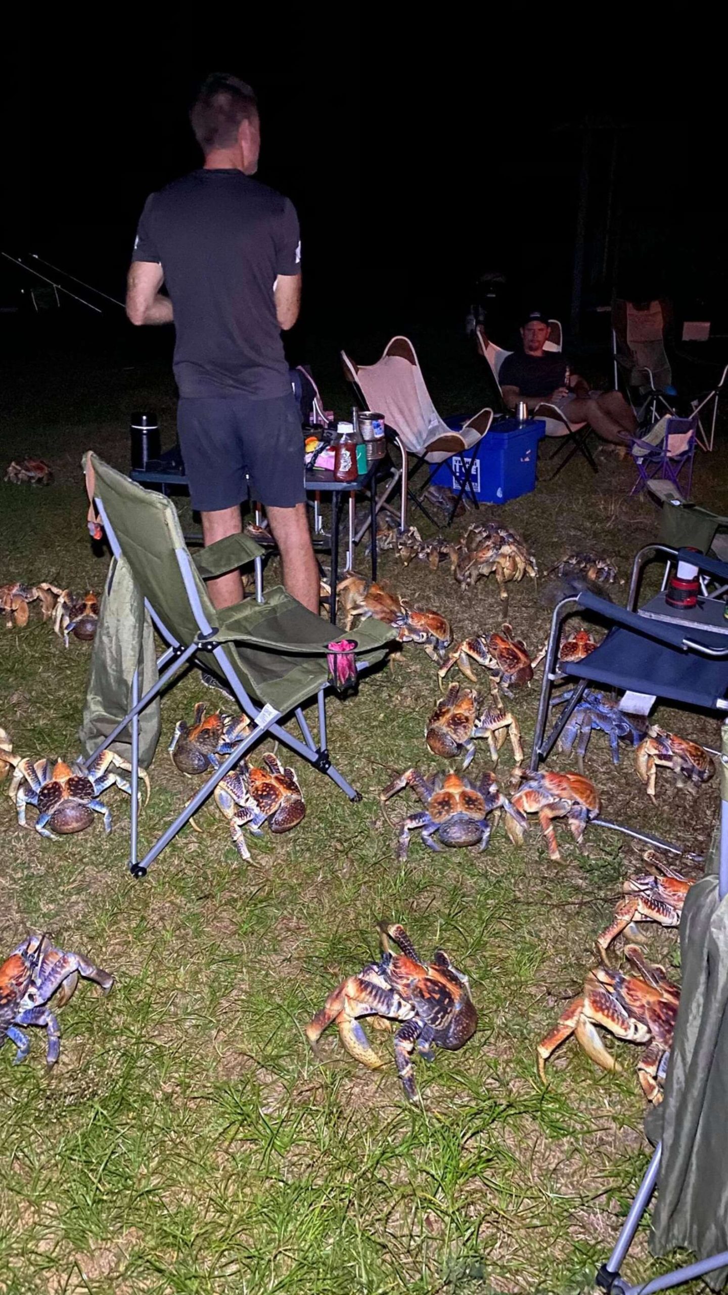 Dozens of giant coconut crabs crash family's quiet picnic to steal ...