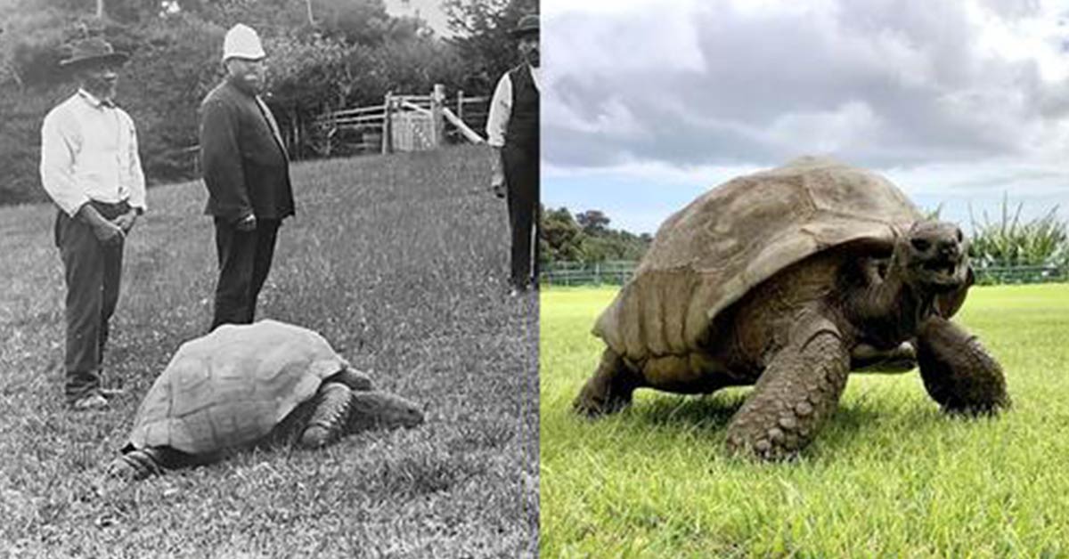Jonathan the 190-Year-Old Tortoise Was Photographed in 1886 and Today