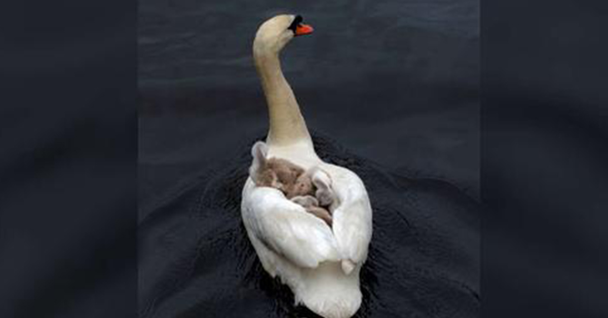 Hero Swan Dad Steps Up To Raise His Babies After Mom Passes Away : The ...