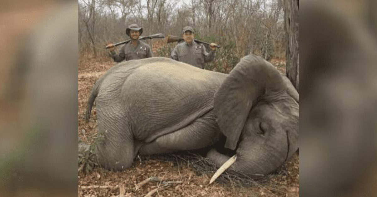 Wealthy businessman proudly stands next to the two elephants he ...