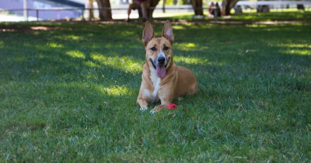 People Are Having A Hard Time With This Weird Photo Of A Normal Dog ...