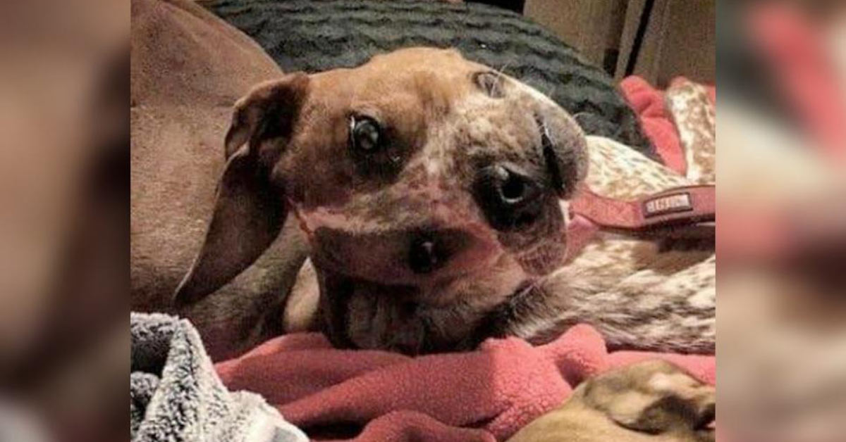 People Are Having A Hard Time With This Weird Photo Of A Normal Dog