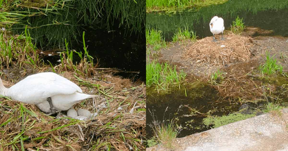 Swan Died of A Broken Heart After Cruel Teenagers Kill Her Unborn ...