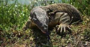 4 Men Gang-Raped, Killed and Ate a Protected Monitor Lizard
