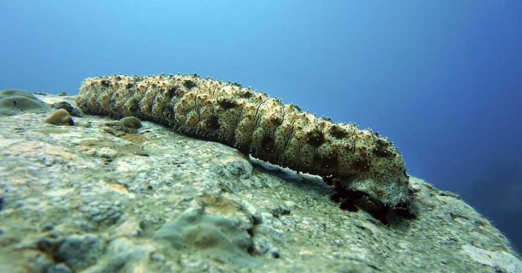 Sea cucumbers are so valuable that people are risking their lives ...