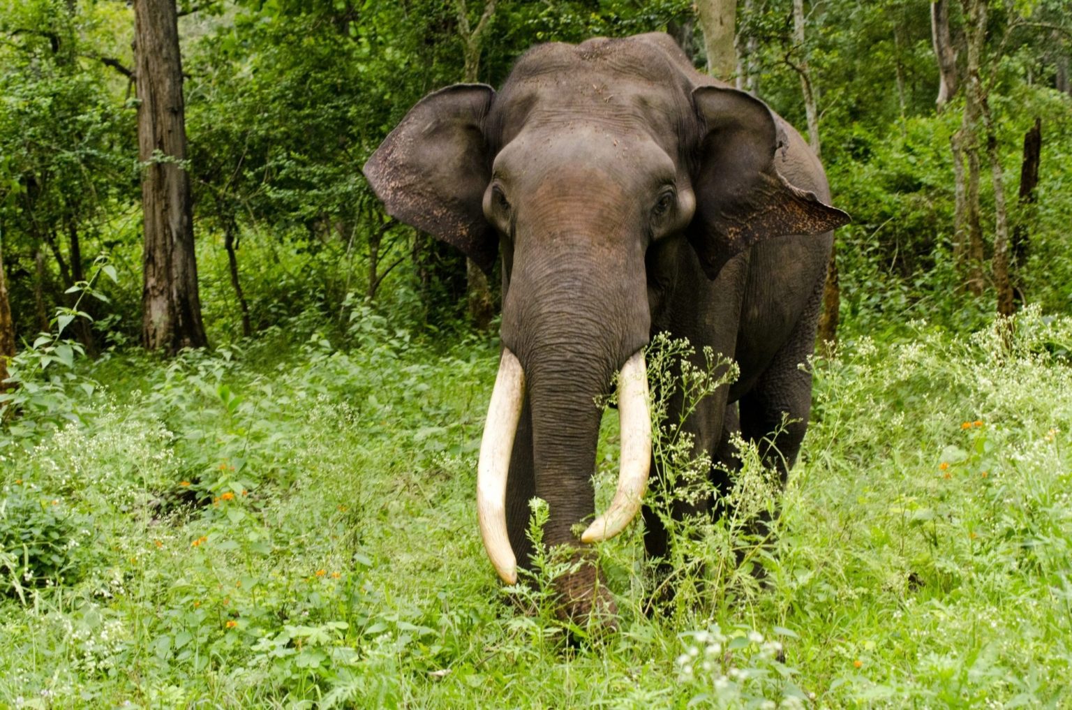 Elephant kills woman then returns to funeral and tramples corpse