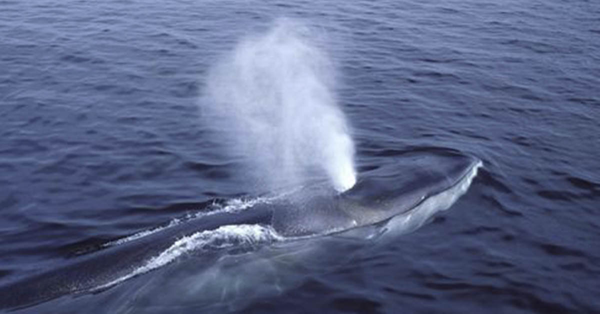 Whales Return to Antarctic Feeding Areas for First Time in Decades