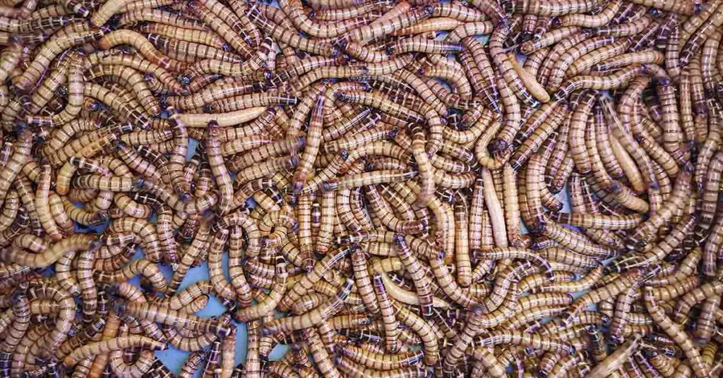 Scientists Discover Plastic-Eating Worms That Digest Styrofoam : The ...