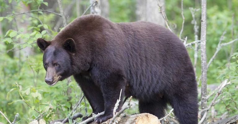 Dying Bear Crushes Skull Of Hunter Who Shot It