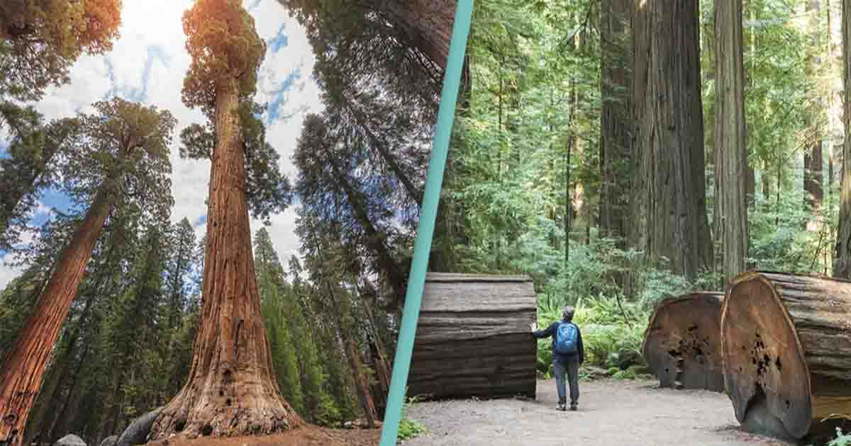 Visitors Caught Near World’s Largest Tree Now Face Prison Sentence ...