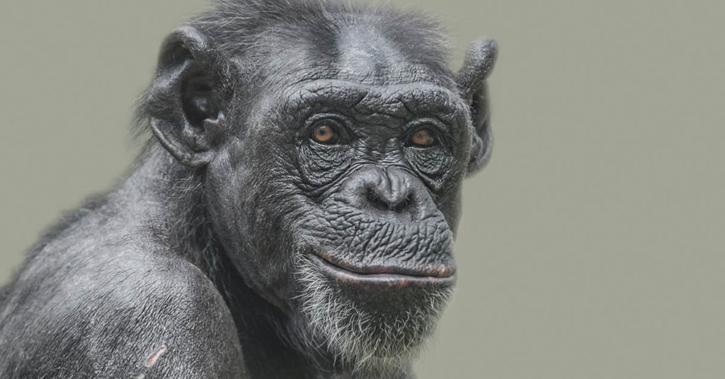 'Humanzee' Was Apparently Grown In A Lab Before Scientists Euthanised ...