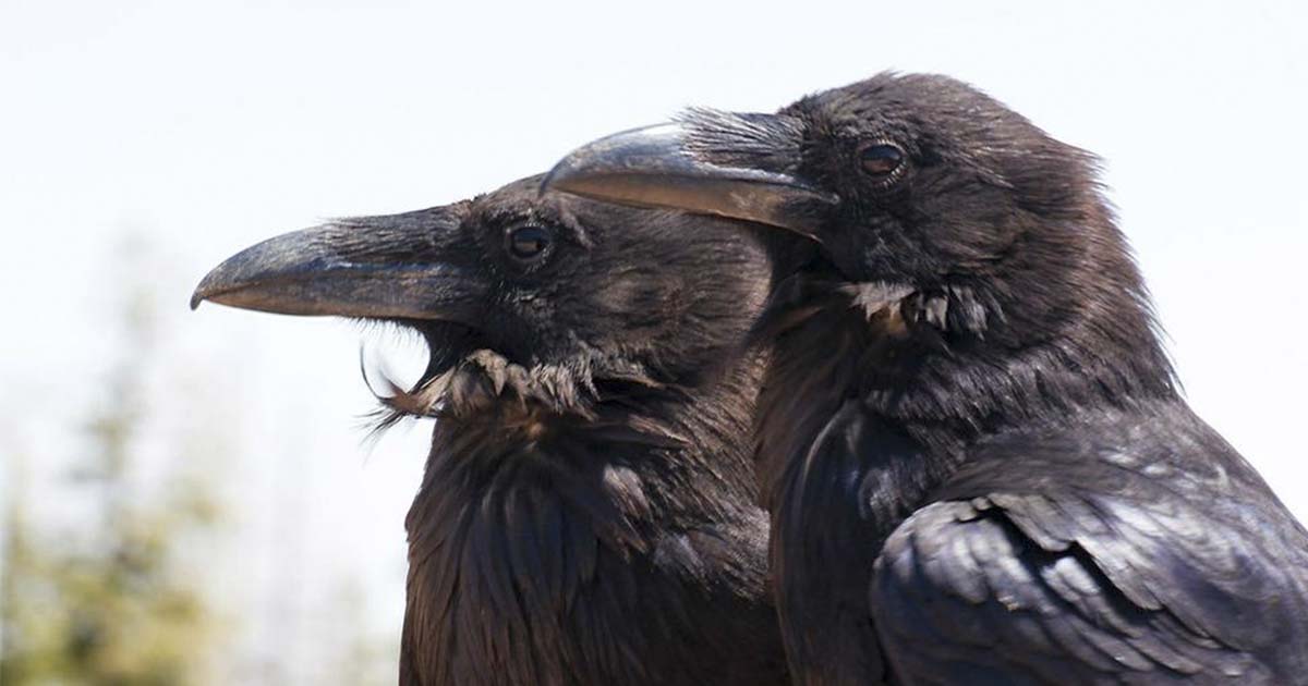 How to Befriend Crows and Turn Them Against Your Enemies