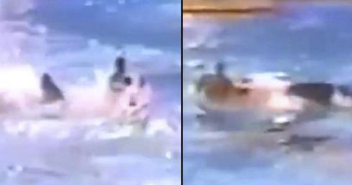 SeaWorld trainer yelled ‘my neck’s broken’ after being body slammed by ...