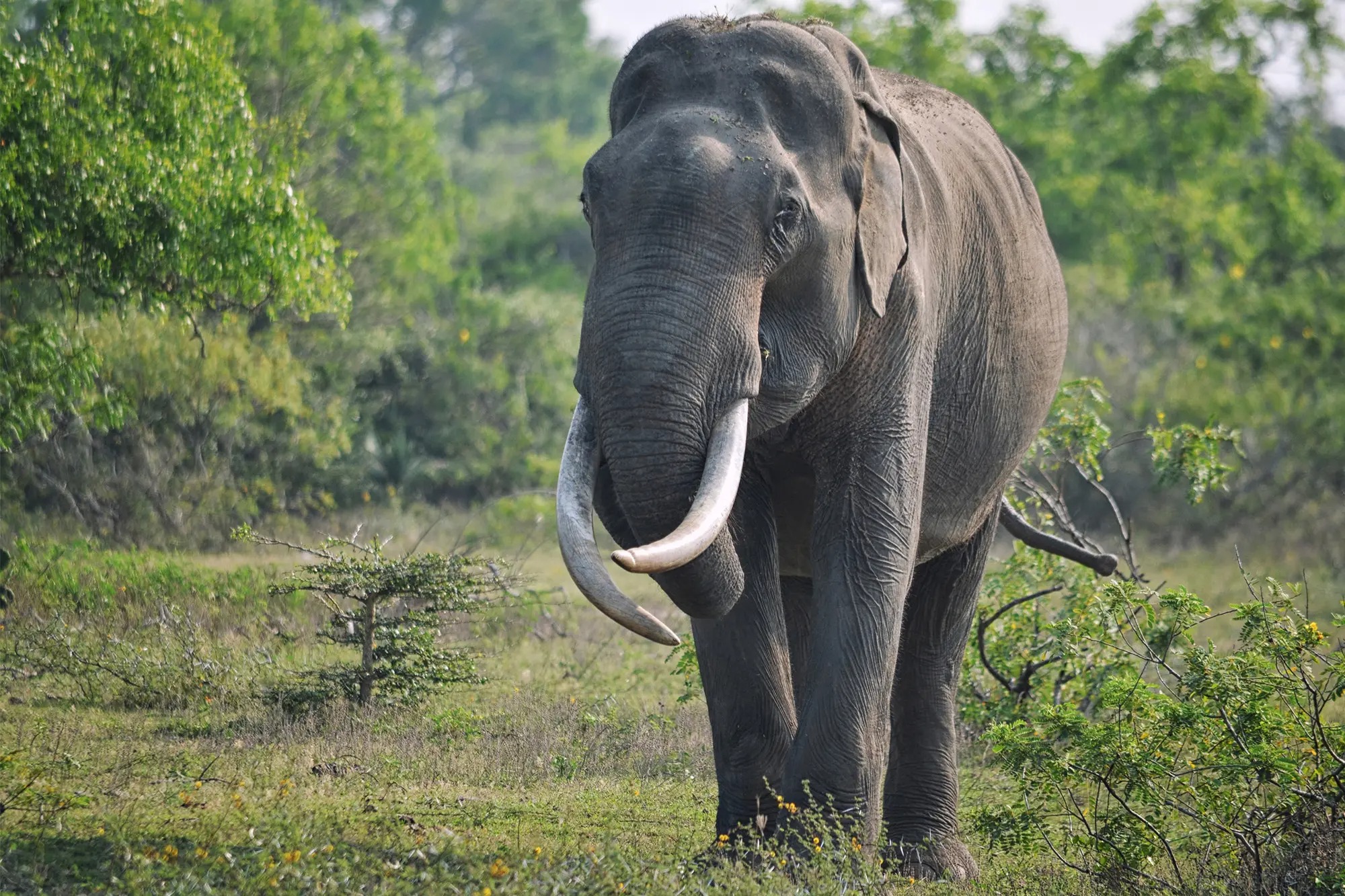 Elephant Attack: Handler stabbed with tusks and ripped in half after ...