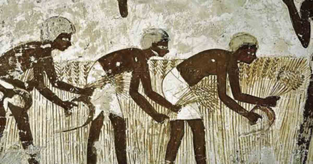 Agriculture: The Worst Mistake Humans Ever Made