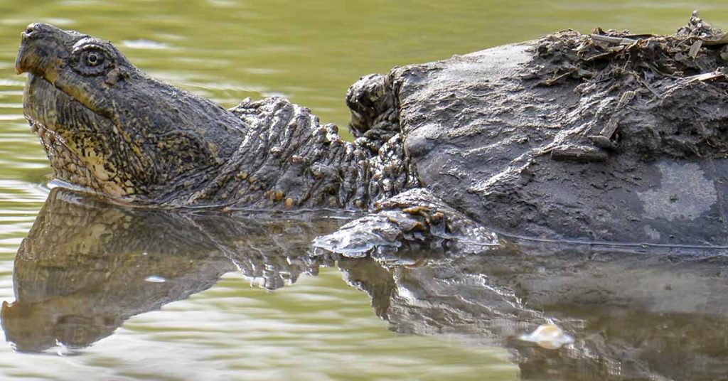 Massive turtle surfaces in Mississippi River, social media goes wild