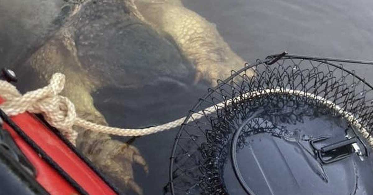 Massive turtle surfaces in Mississippi River, social media goes wild