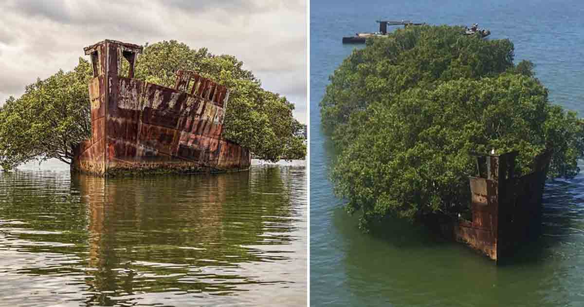 108-Year-Old SS Ayrfield Ship Has Turned Into A Floating Forest After ...